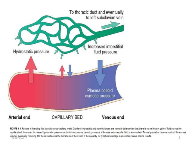 edema and shock Definition, pathogenesis and morphology | PPTX