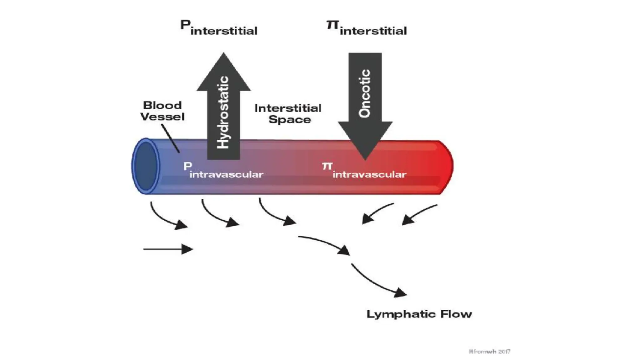 Edema pathogenesis,causes, approach.pptx