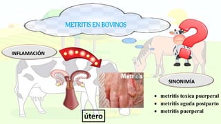 Edema maligno y metritis en bovinos | PPTX