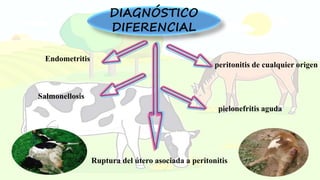 Edema maligno y metritis en bovinos | PPTX