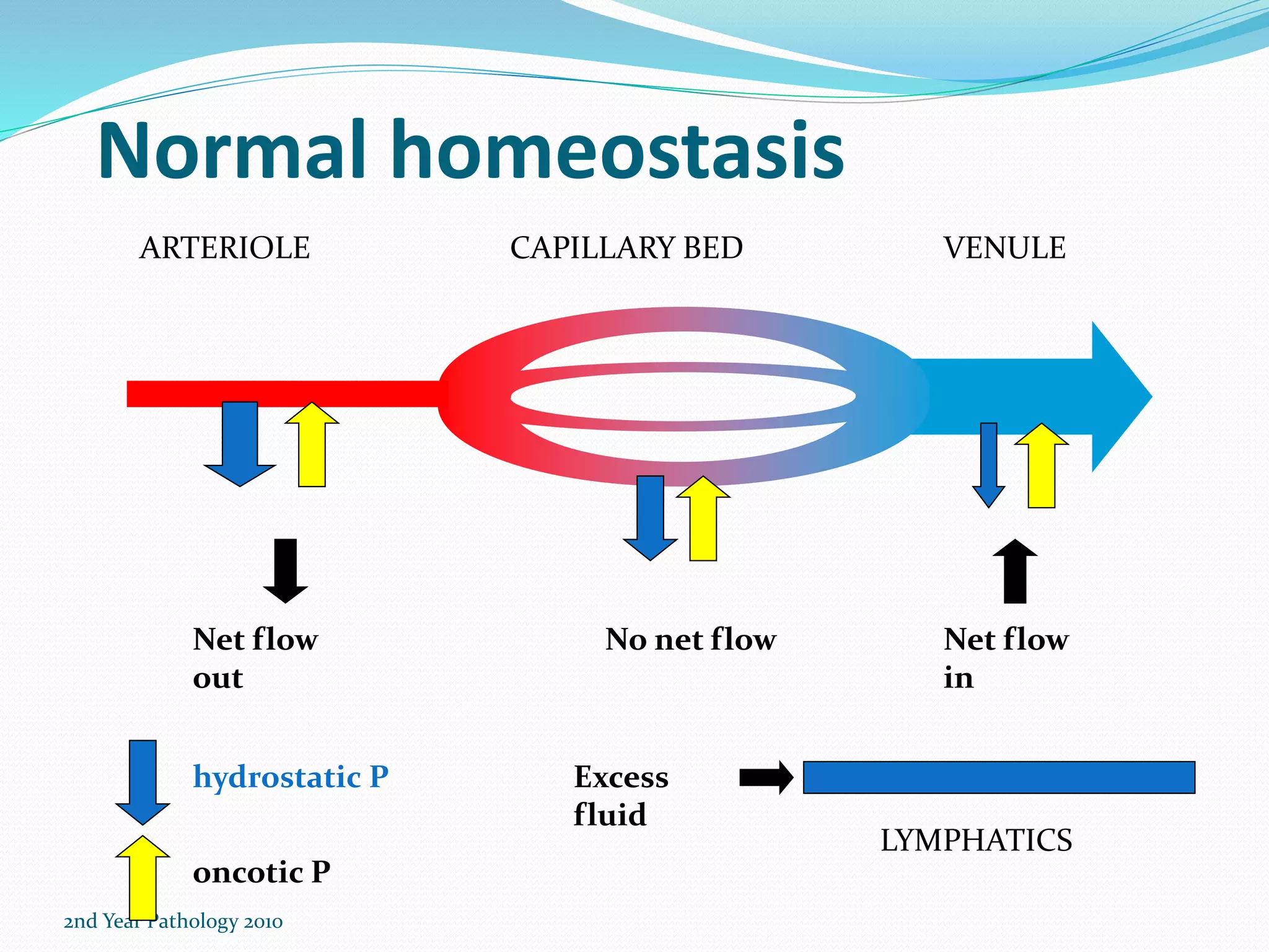 Hyperemia and congestion edema | PPTX