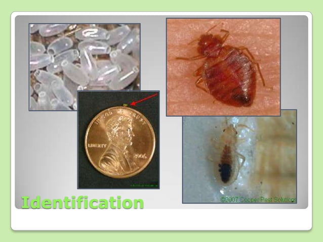 Eden Bed Bug Training Curriculum | PPTX