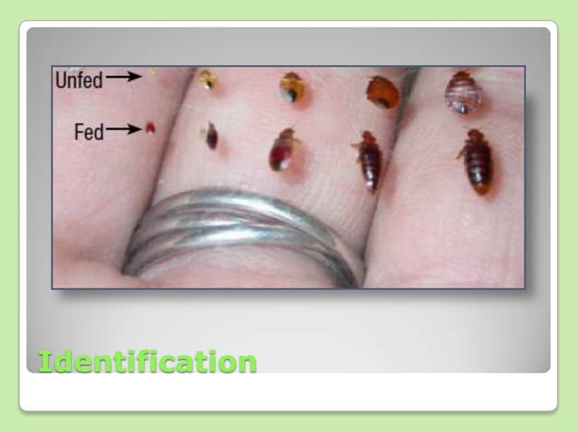 Eden Bed Bug Training Curriculum | PPTX