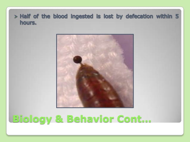 Eden Bed Bug Training Curriculum | PPTX