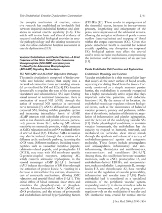 Ed endotlemium | PDF