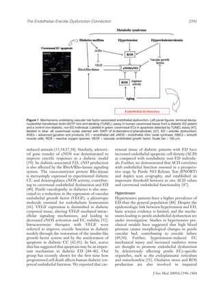 Ed endotlemium | PDF