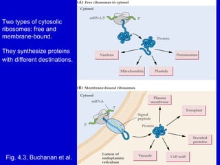Lec9_Organelle Targeting | PPT