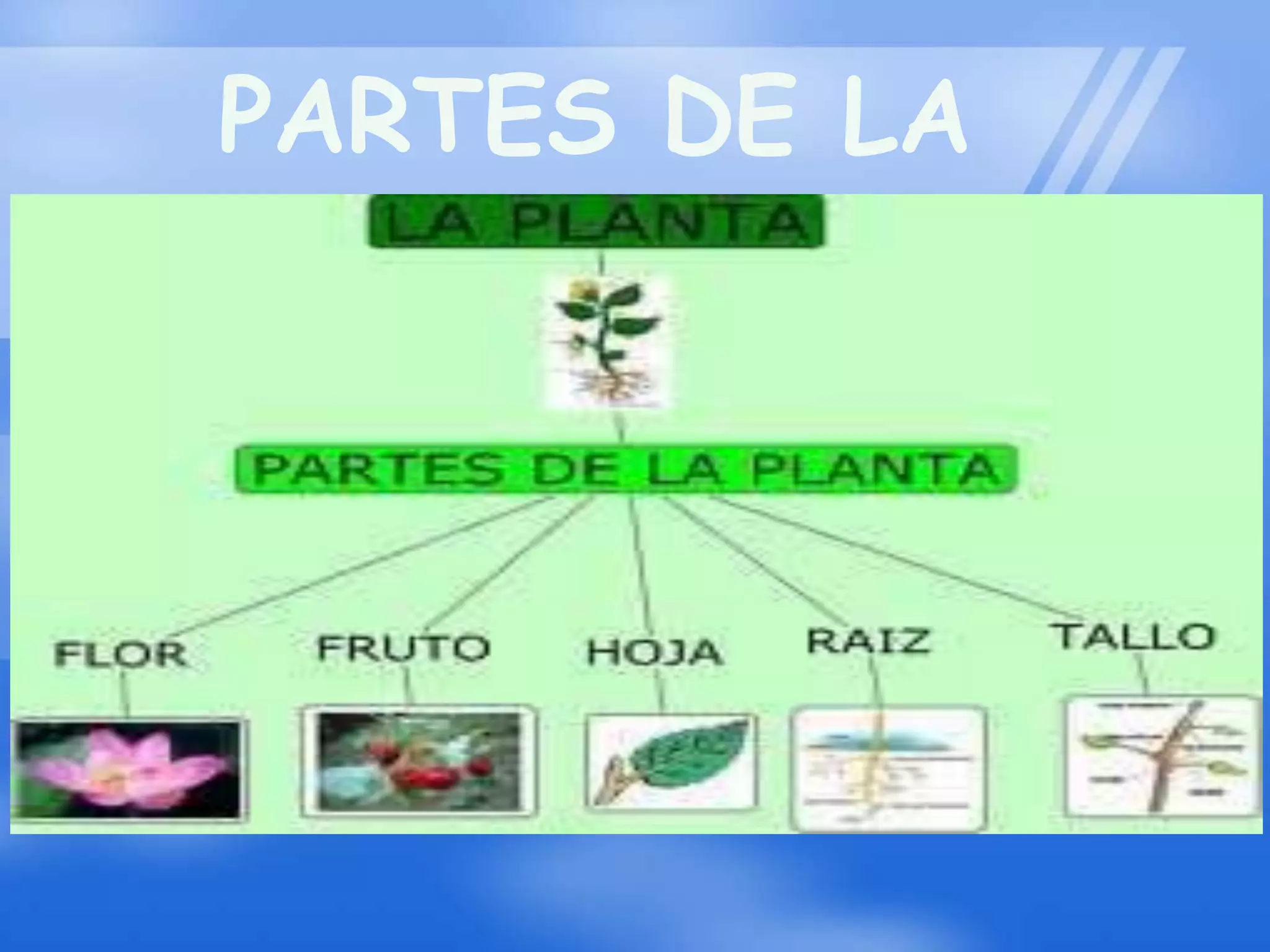Edgar partes de las plantas-- | PPTX