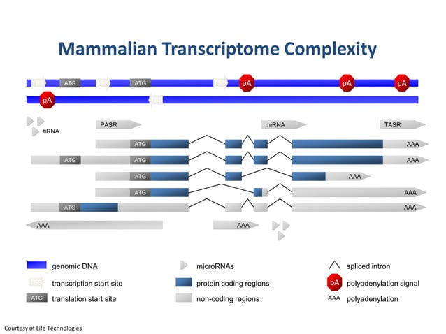 Enabling Large Scale Sequencing Studies through Science as a Service | PPT