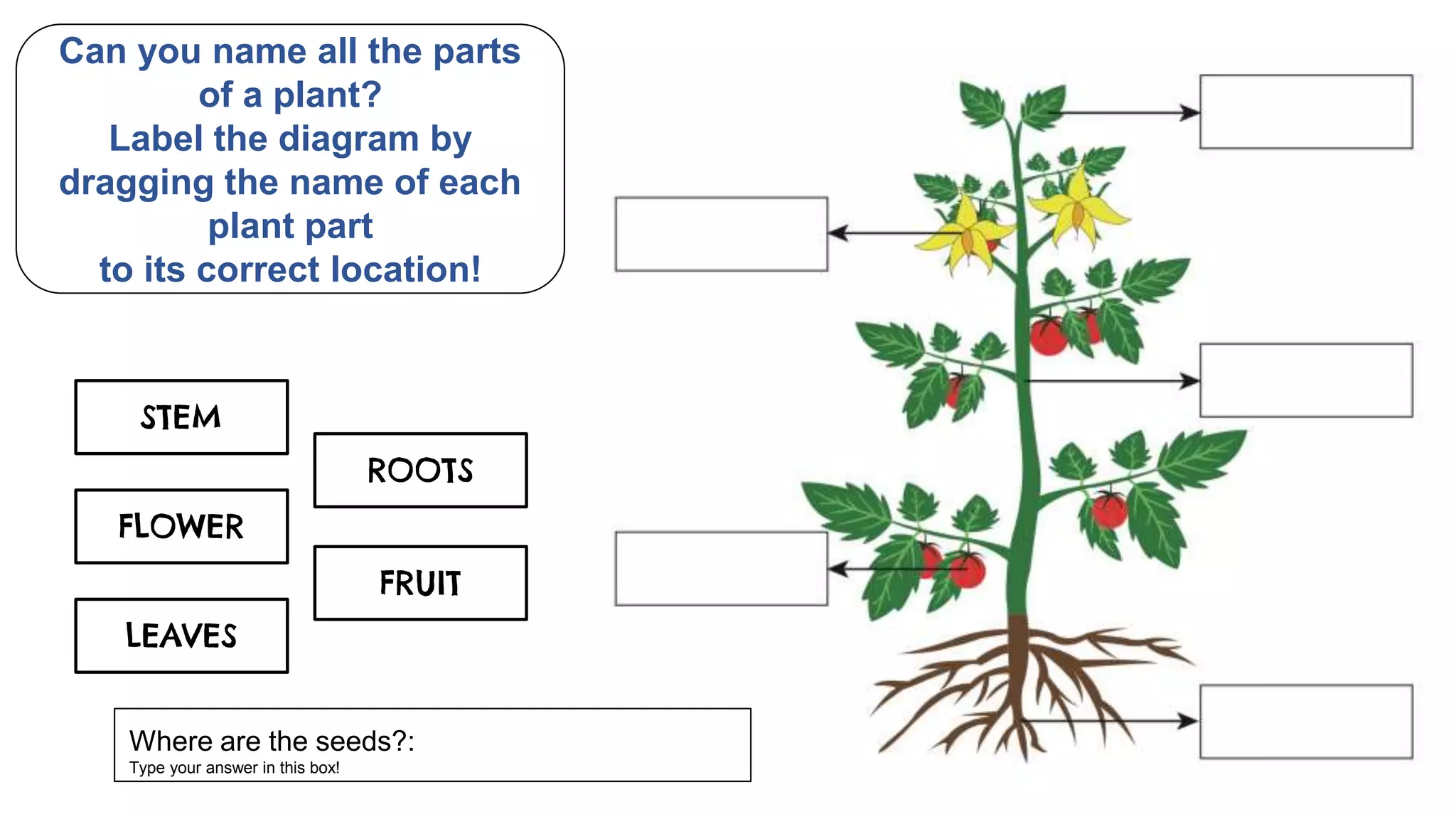 Edible-Plant-Parts-Scavenger-Hunt-Grades-1-3-Student-Edition.pptx ...