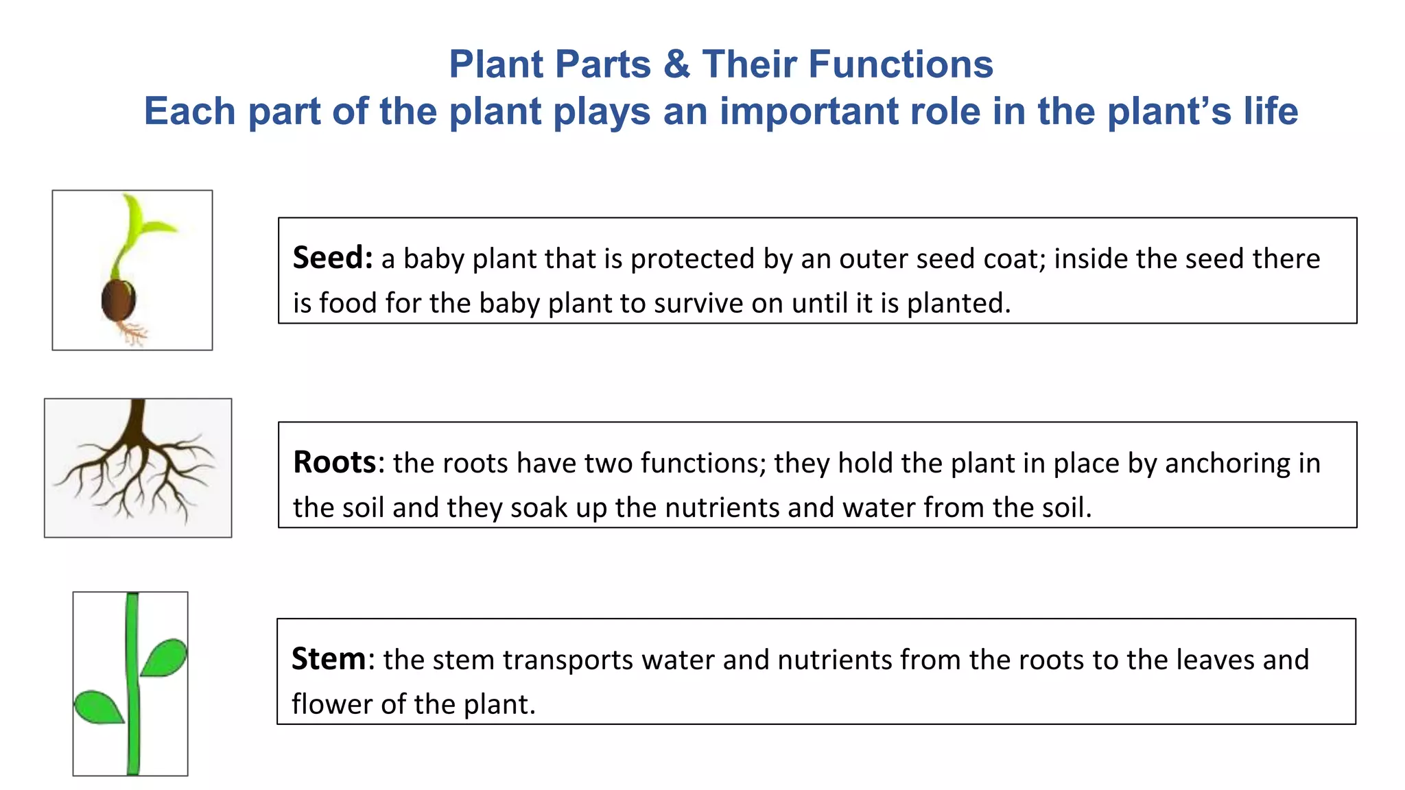 Edible-Plant-Parts-Scavenger-Hunt-Grades-1-3-Student-Edition.pptx ...