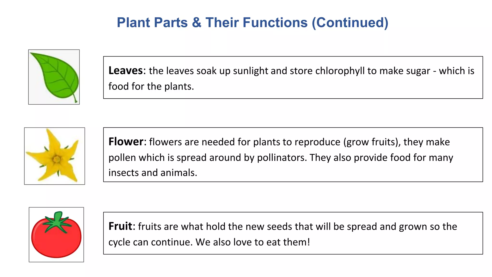 Edible-Plant-Parts-Scavenger-Hunt-Grades-1-3-Student-Edition.pptx