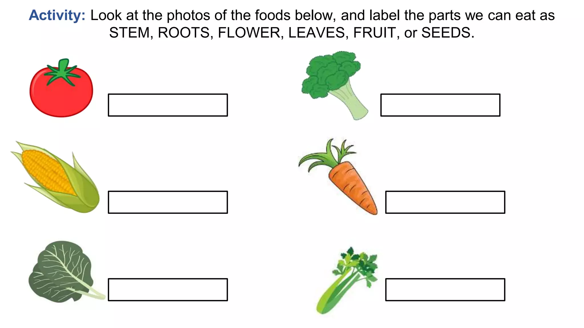 Edible-Plant-Parts-Scavenger-Hunt-Grades-1-3-Student-Edition.pptx
