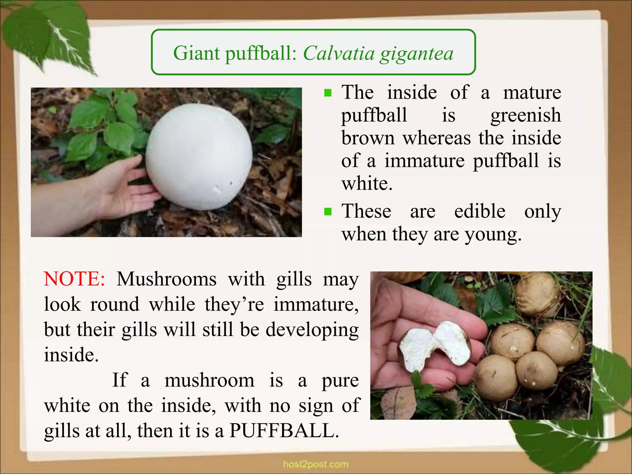 Edible and poisonous mushrooms | PPT