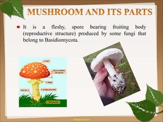 Non Poison Mushrooms