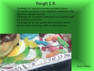 Plant Cell Golgi Body Candy