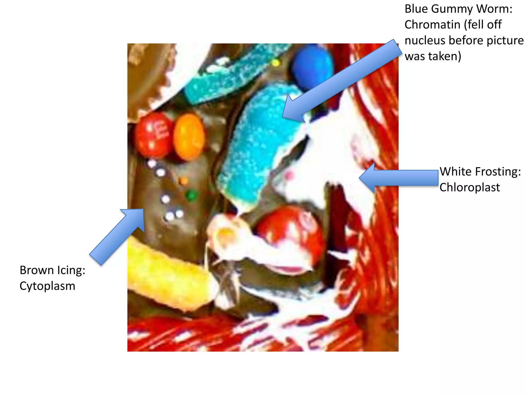 Edible cell model fire breathingrubberduckies | PPTX