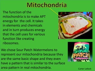Edible Cell Presentation | PPTX | Biological Sciences | Science