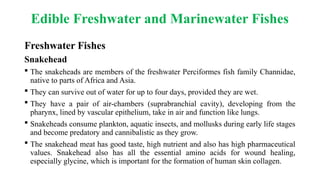 Edible fresh and saltwater fishes.pptxhb | PPT