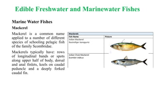 Edible fresh and saltwater fishes.pptxhb | PPT
