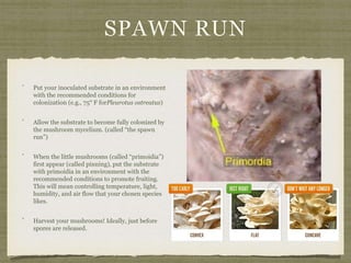 Growing Edible Mushrooms Indoors | PPTX