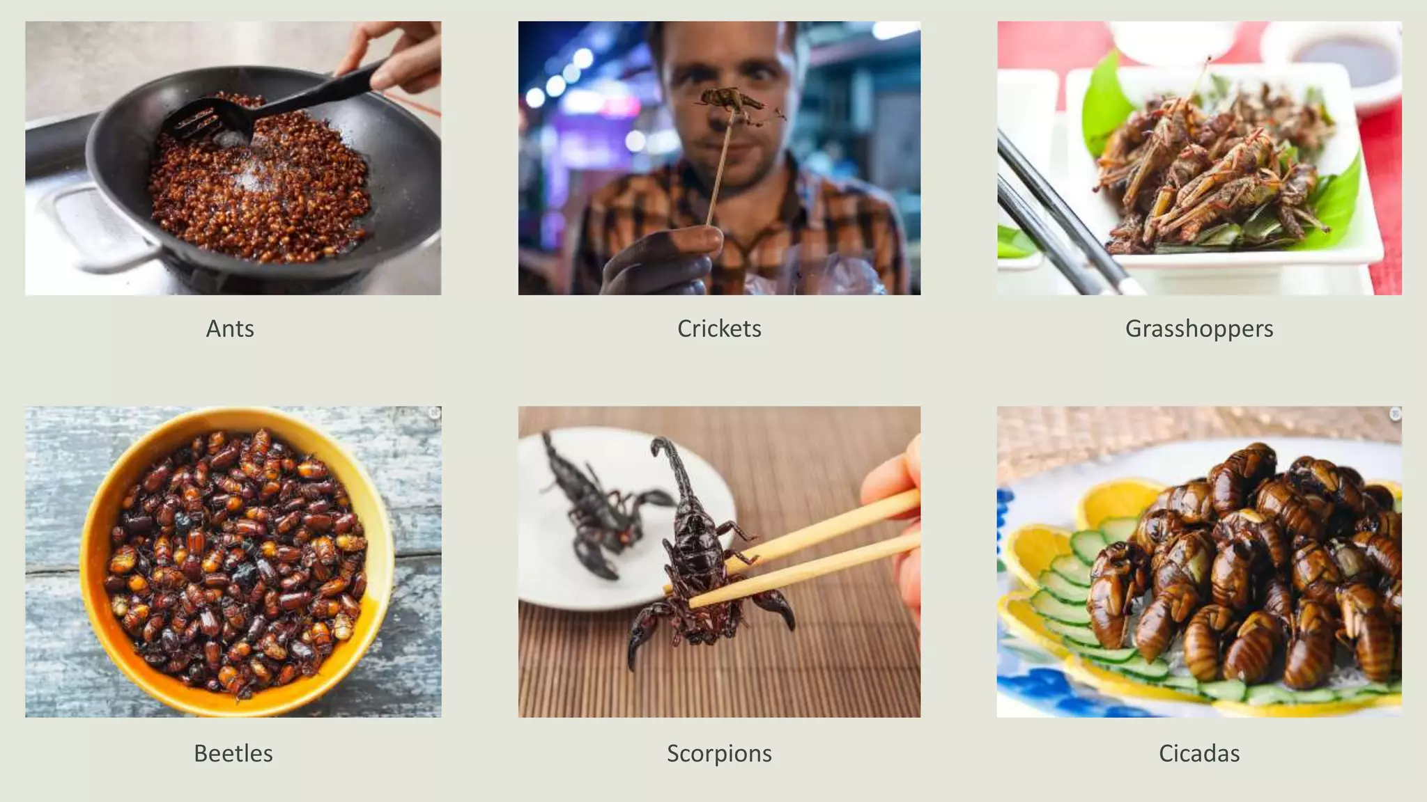 EDIBLE INSECTS IN NUTRITION.pptx