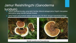 Edible Mushrooms Cultivated Mushroom Species and as Food and Health ...