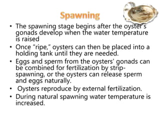 Edible Oyster Culture | PPTX