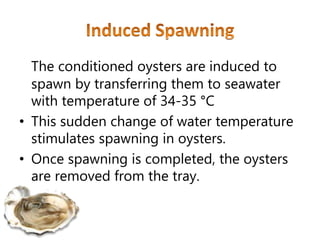 Edible Oyster Culture | PPTX