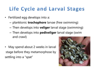 Edible Oyster Culture | PPTX