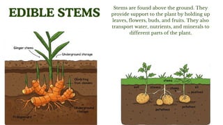 Edible parts of plants.pdf_20250428_233848_0000.pdf