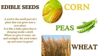 Edible parts of plants.pdf_20250428_233848_0000.pdf