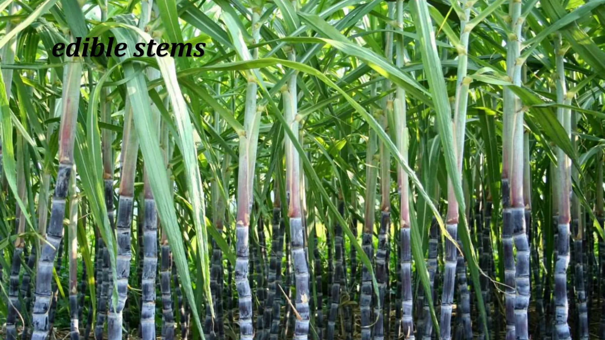 Edible parts of the plant | PPTX