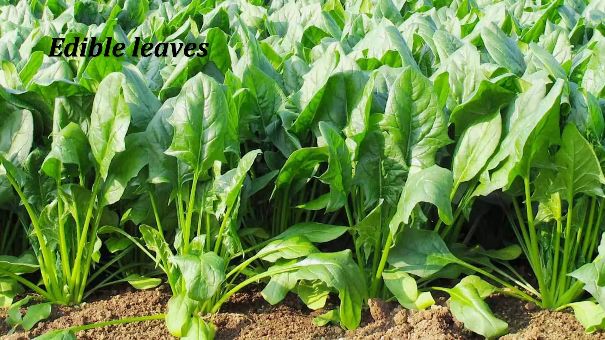 Edible parts of the plant | PPTX