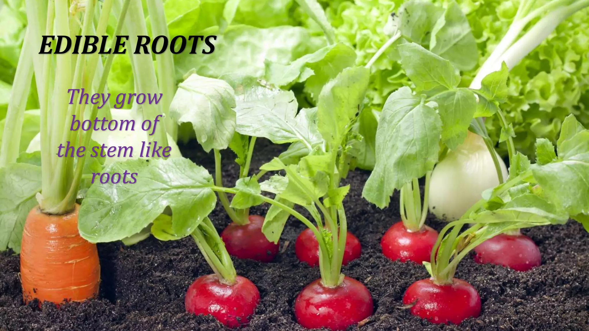 Edible parts of the plant | PPTX