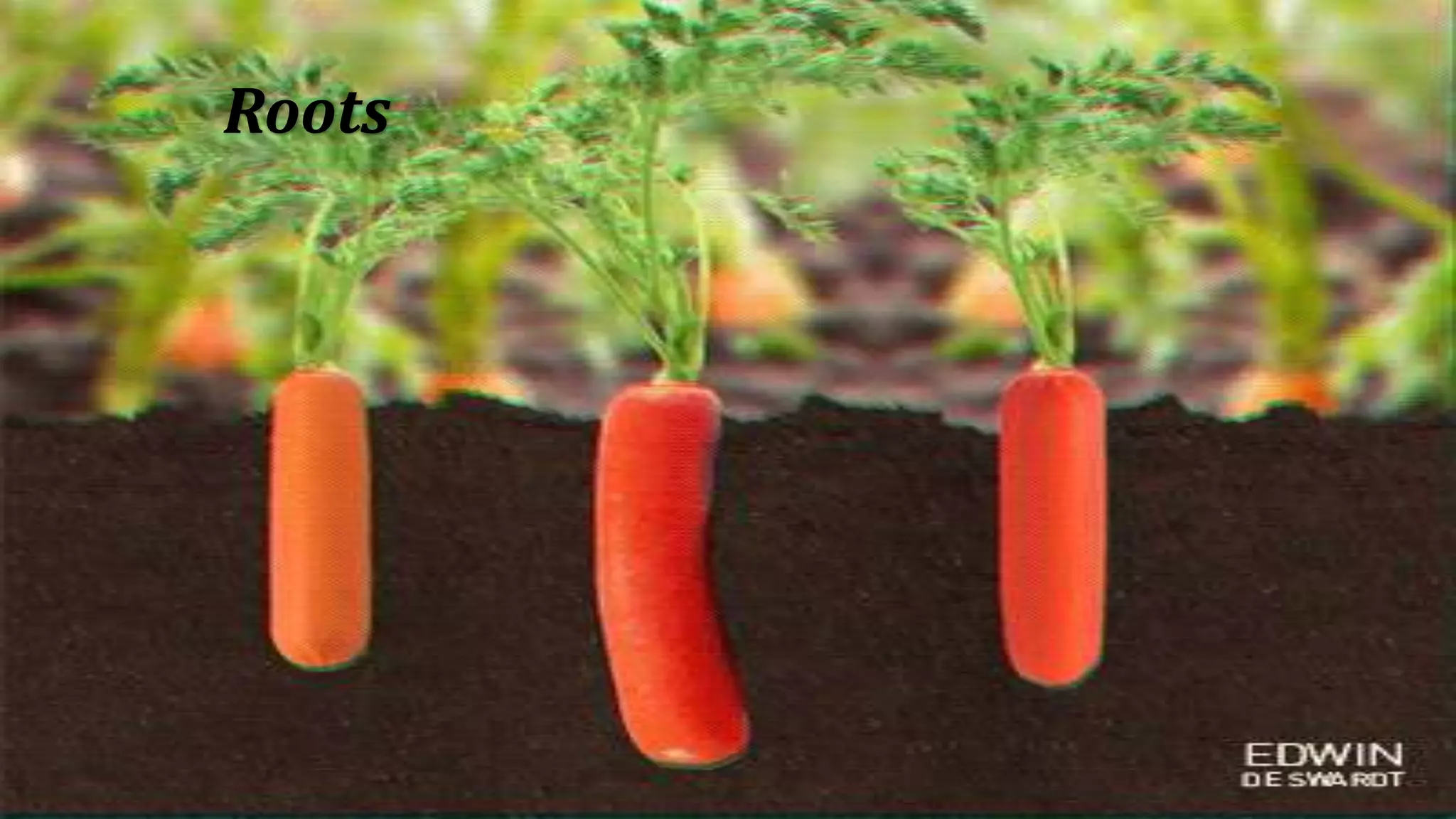 Edible parts of the plant | PPTX