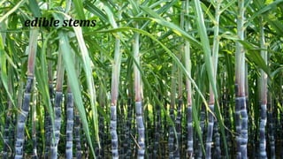 Edible parts of the plant | PPTX
