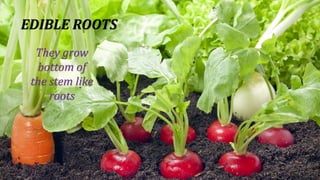 Edible parts of the plant | PPTX