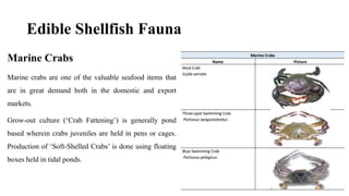 Edible Shellfish fauna.pptx