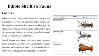 Edible Shellfish fauna.pptx