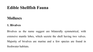 Edible Shellfish fauna.pptx