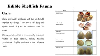 Edible Shellfish fauna.pptx