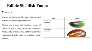 Edible Shellfish fauna.pptx
