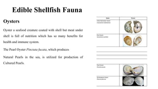 Edible Shellfish fauna.pptx