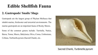 Edible Shellfish fauna.pptx