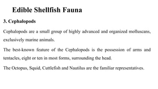 Edible Shellfish fauna.pptx
