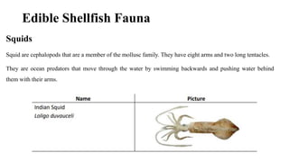 Edible Shellfish fauna.pptx