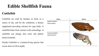 Edible Shellfish fauna.pptx