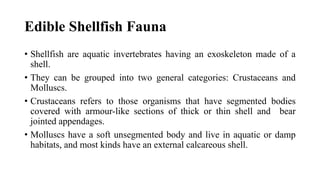 Edible Shellfish fauna.pptx