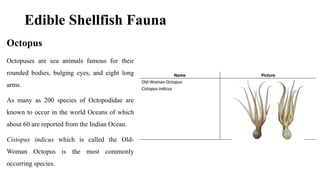 Edible Shellfish fauna.pptx